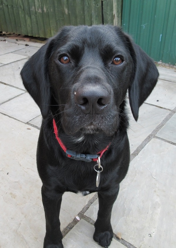 Buzz the Dogs Website